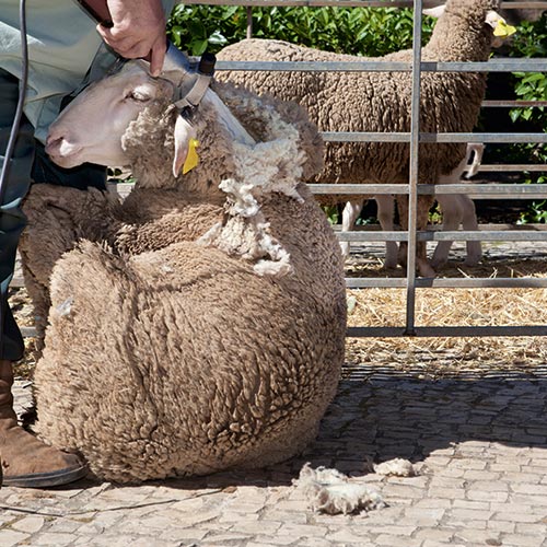 Schapen scheren | AB Vakwerk